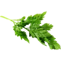 Chervil 100g – Dried Culinary Herb for Catering | Dunsters Farm