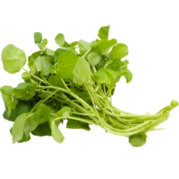Watercress Case 100g (6 Pack) – Quality Ingredient for Catering ...